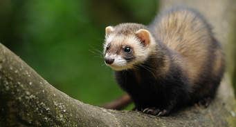 Les Fouines: Tarif d'un traitement en IDF 75, 78, 91, 92, 93, 94, 95